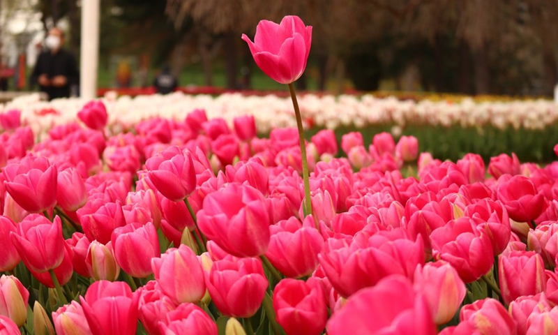 Tulips blossom in Turkey! - Global Times