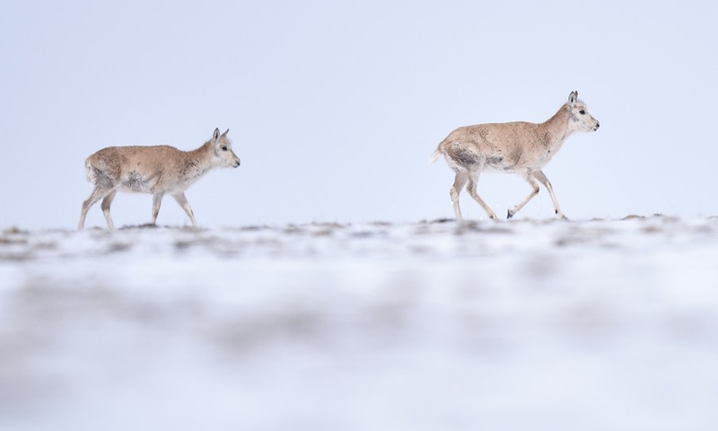 Tibetan antelopes start migration trip in NW China's Hoh Xil - Global Times