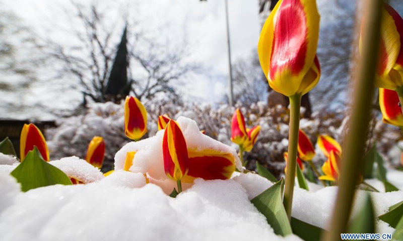 Mid-April snow fall hits Greater Toronto Area - Global Times