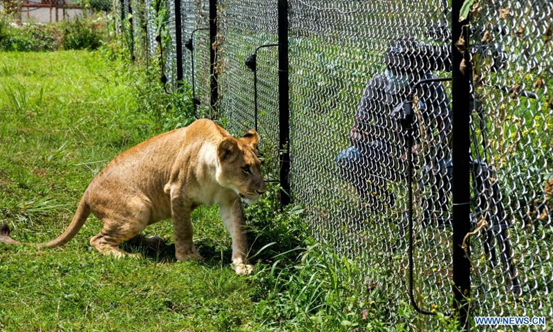 Ugandan youths champion harmony between wildlife and humans - Global Times