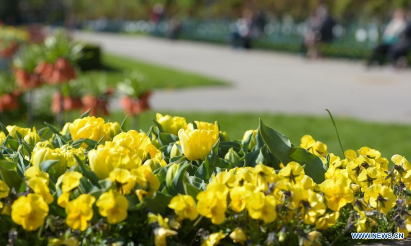 Spring scenery in Vienna, Austria - Global Times