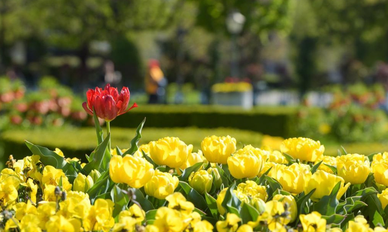Spring scenery in Vienna, Austria - Global Times