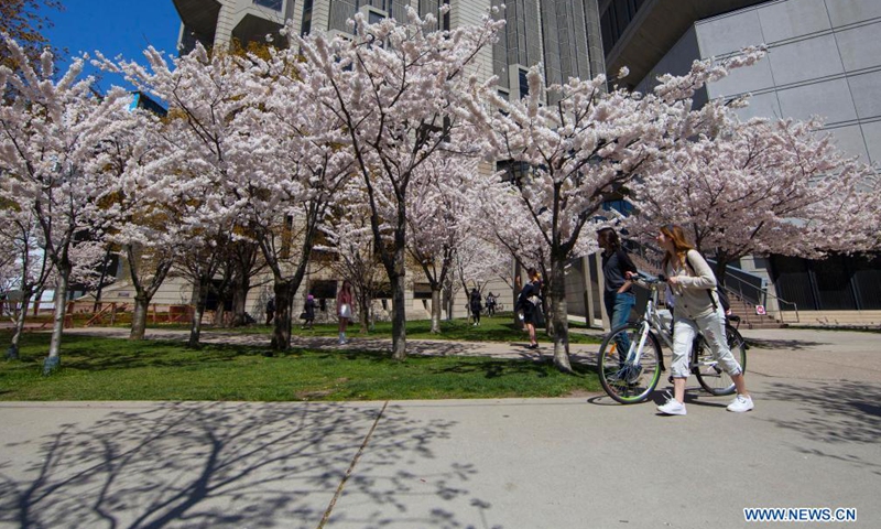 Blooming cherry blossoms seen in Toronto - Global Times