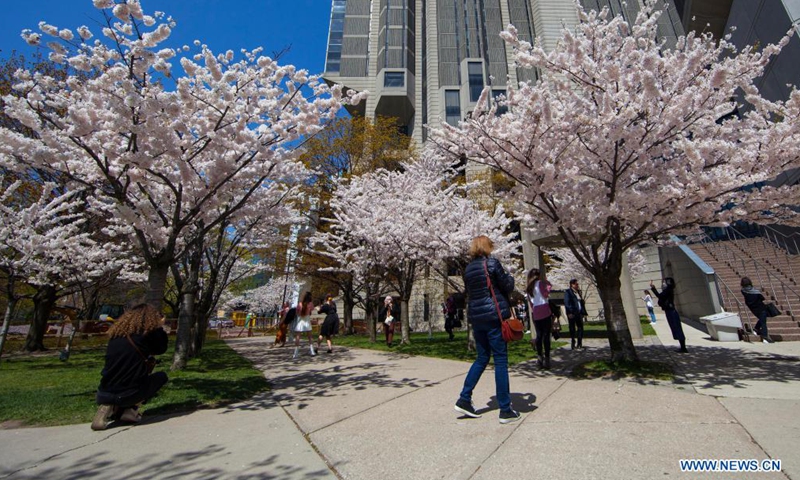 Blooming cherry blossoms seen in Toronto - Global Times