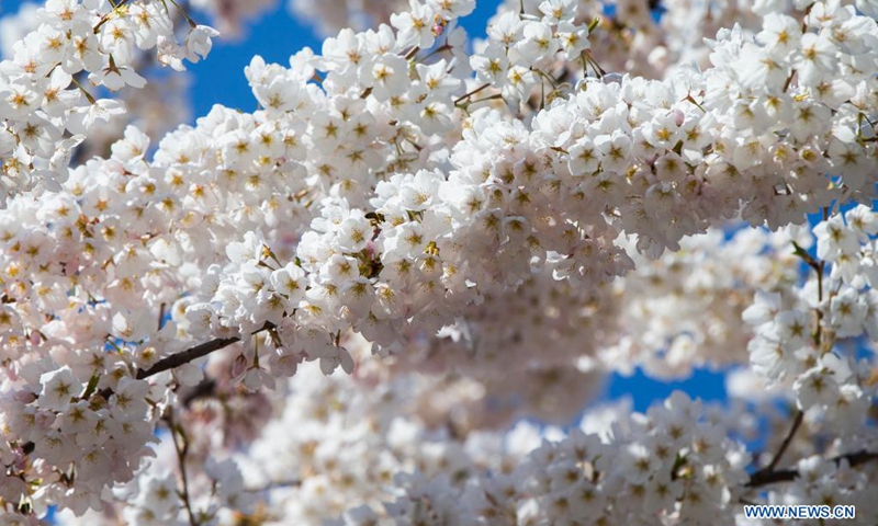 Blooming cherry blossoms seen in Toronto - Global Times