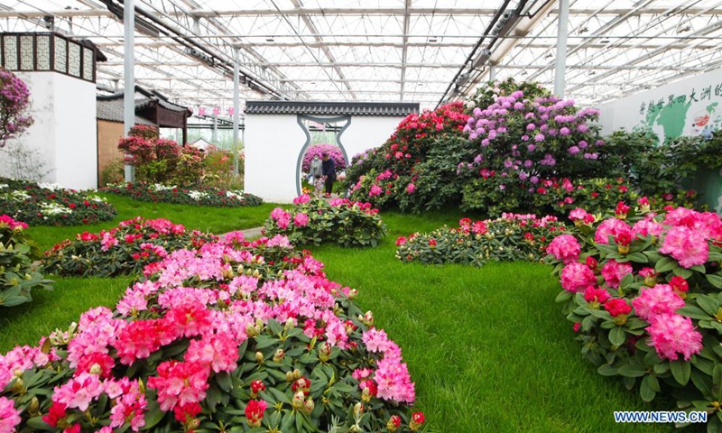 3rd Azalea Festival kicks off in Shandong - Global Times