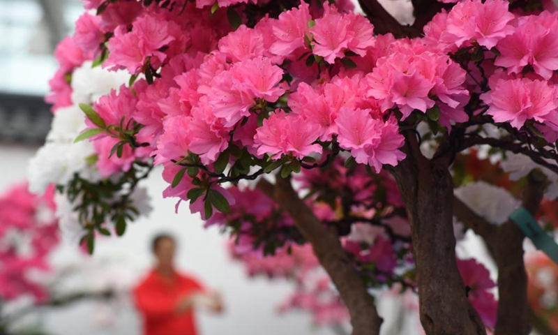 3rd Azalea Festival kicks off in Shandong - Global Times