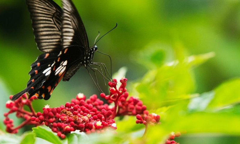 Common mormon butterflies seen amidst flowering plants in Singapore ...