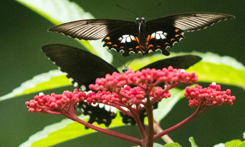 Common mormon butterflies seen amidst flowering plants in Singapore ...