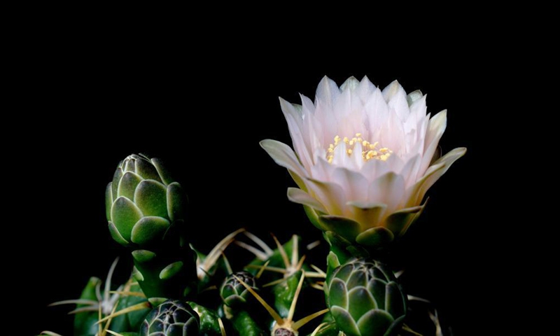 In pics: cacti growing at Shanghai Songjiang modern agriculture park ...