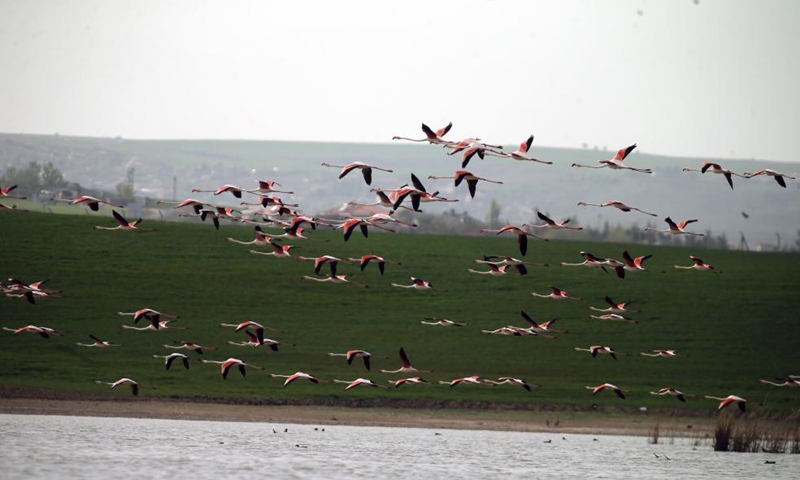 Birds seen at Mogan Lake in Ankara, Turkey - Global Times