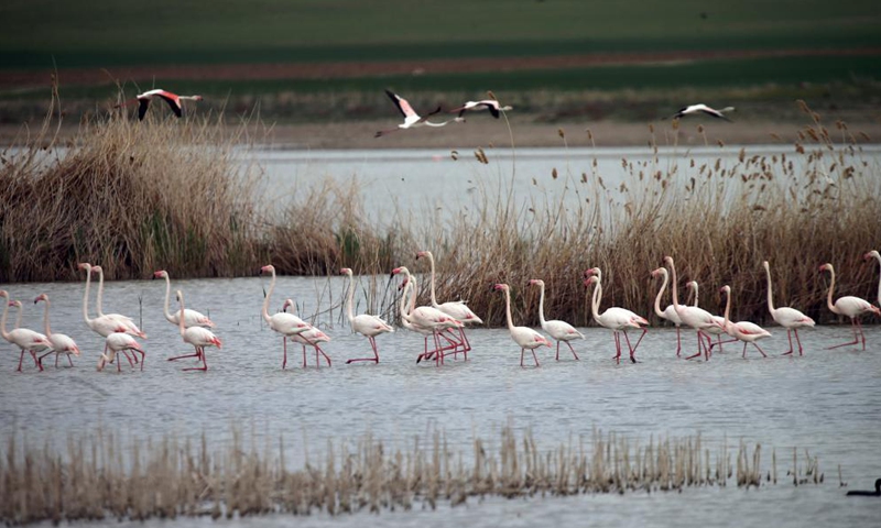 Birds seen at Mogan Lake in Ankara, Turkey - Global Times