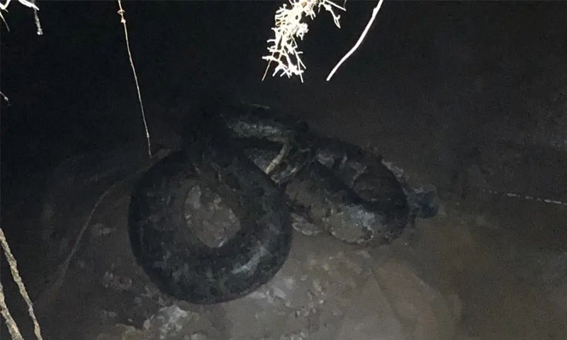 Huge python found in South China farm, suspected of eating 200 chickens ...