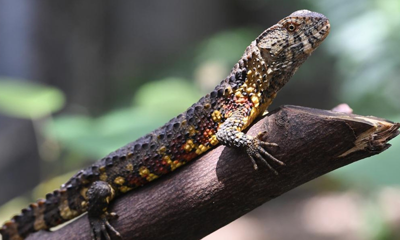 Wild population of Chinese crocodile lizards remains stable - Global Times