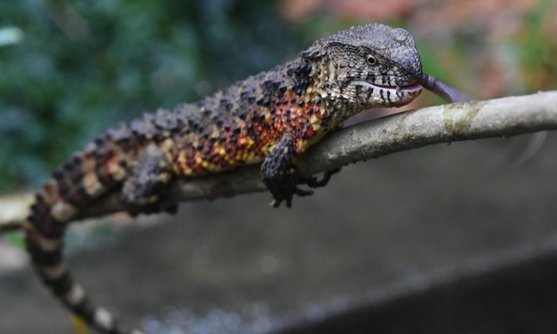 Wild population of Chinese crocodile lizards remains stable - Global Times