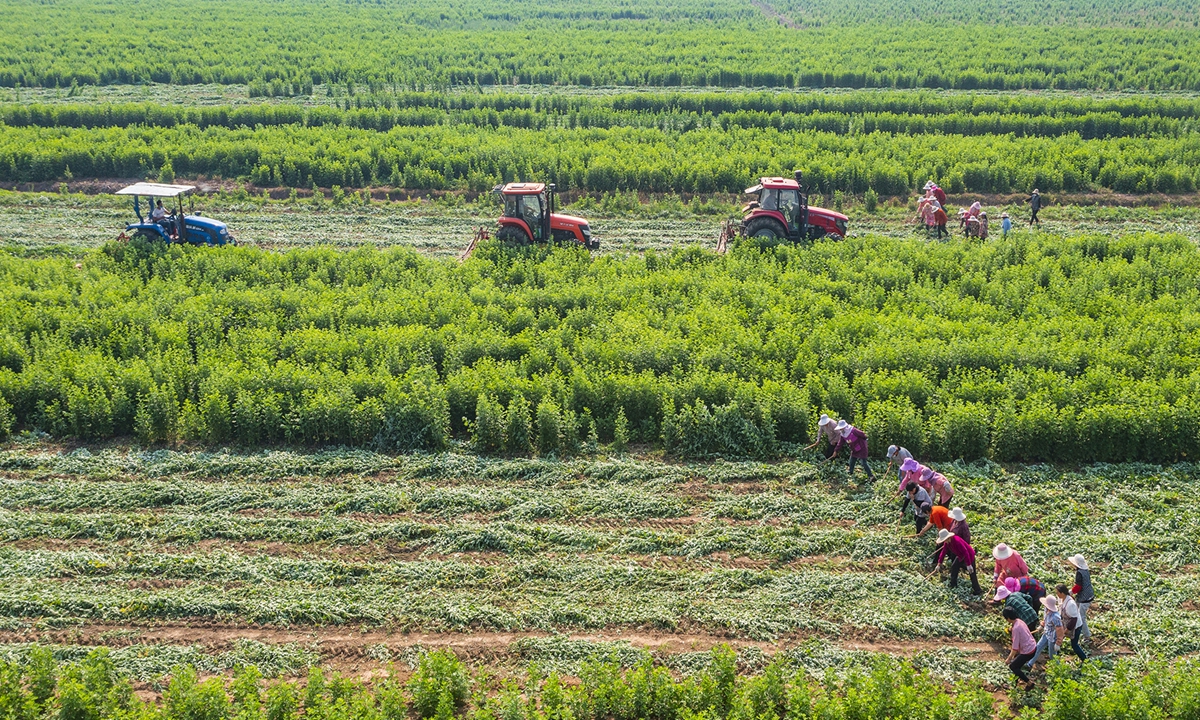 Mugwort harvest season - Global Times