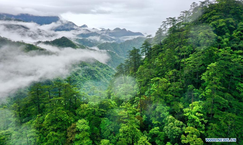 Scenery of Wuyishan National Park in Fujian - Global Times