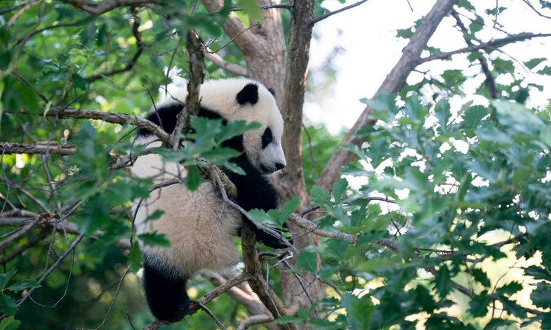 Giant panda cub at Smithsonian's National Zoo - Global Times