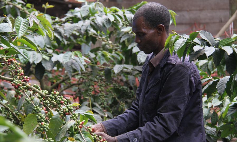 Tanzania unveils plans to target annual coffee production of 70,000 ...