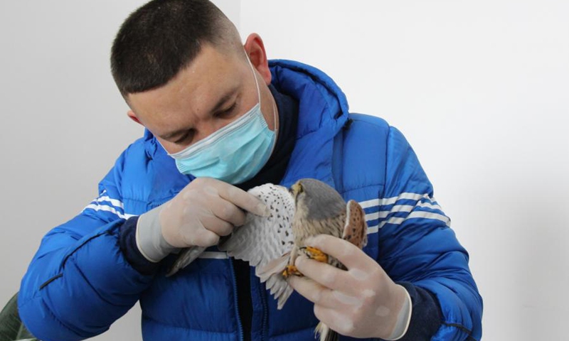 Profile: A ranger's devotion to bird conservation at Xinjiang park ...