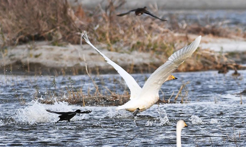 Profile: A ranger's devotion to bird conservation at Xinjiang park ...