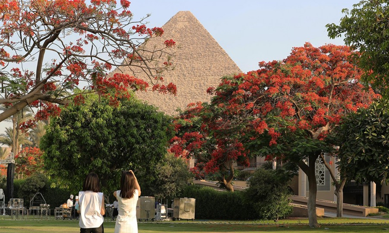 Flame tree flowers blooming in Cairo - Global Times