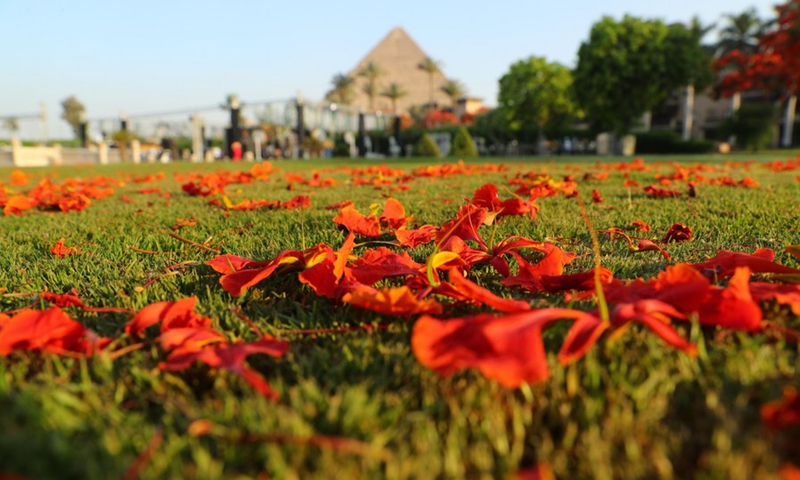 Flame tree flowers blooming in Cairo - Global Times