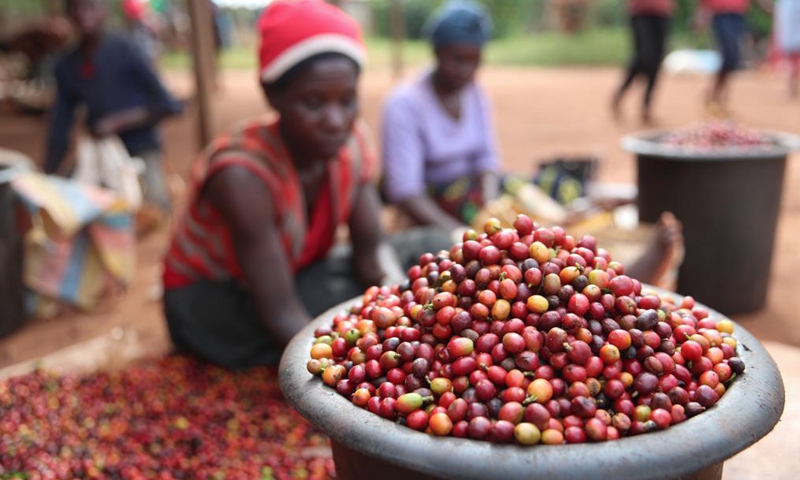 Workers harvest coffee beans in Nairobi, Kenya - Global Times