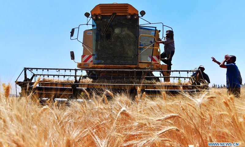 Syrians harvest wheat in Damasus, Syria - Global Times