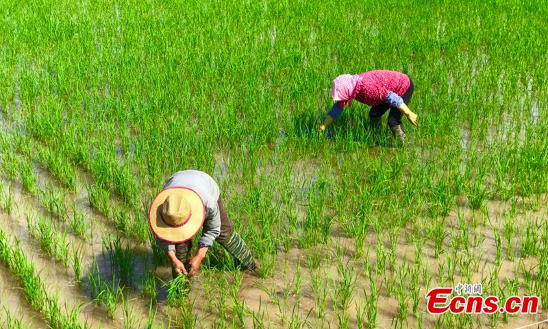 Chinese Rice Field Worker