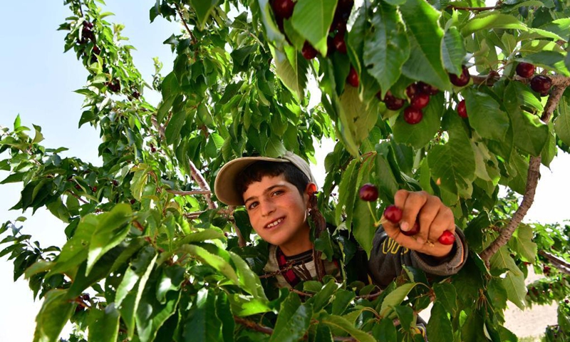 Cherry harvest in Damascus, Syria - Global Times