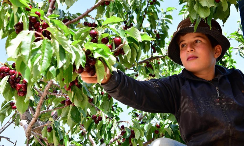 Cherry harvest in Damascus, Syria - Global Times