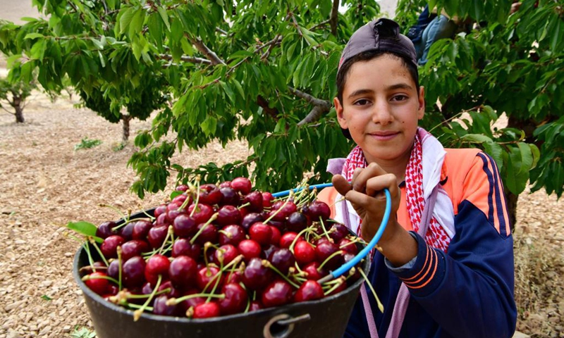 Cherry harvest in Damascus, Syria - Global Times