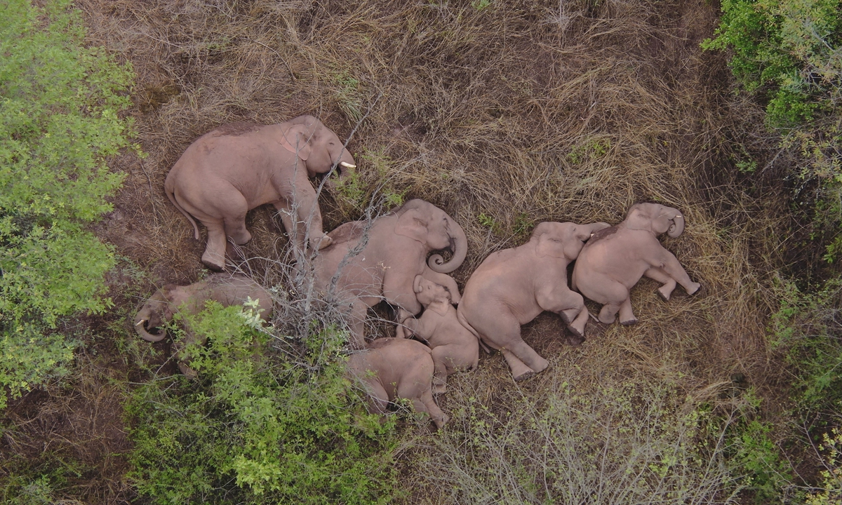 Why wild animals love living in Yunnan Province