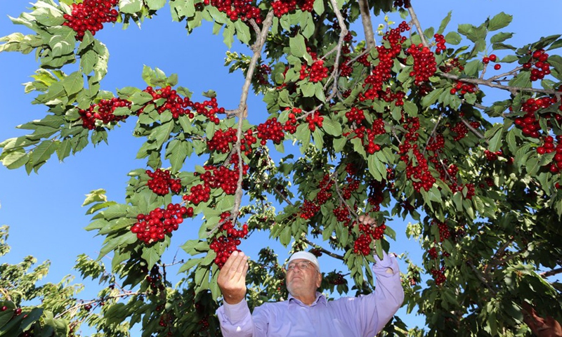As cherries redden Lebanon, let's pick them! - Global Times