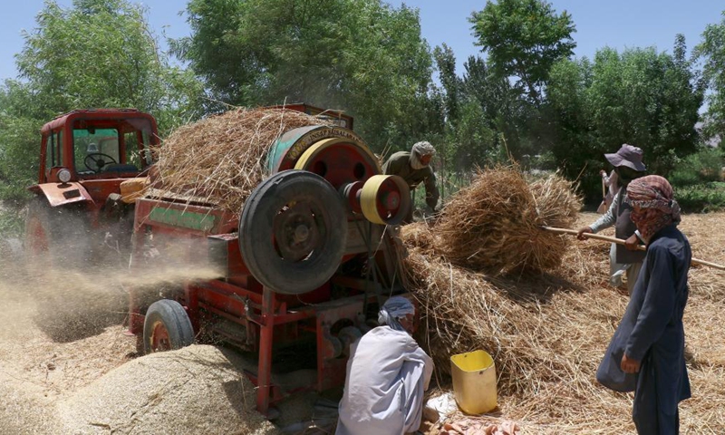 Afghan farmers harvest wheat in Balkh province - Global Times