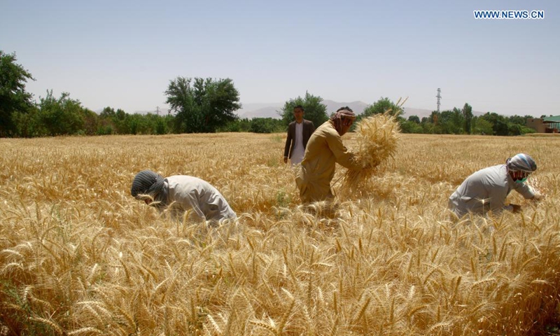 Afghan farmers harvest wheat in Balkh province - Global Times