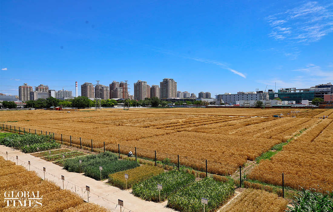 The world's "most expensive" farmland turns golden to usher in harvest ...