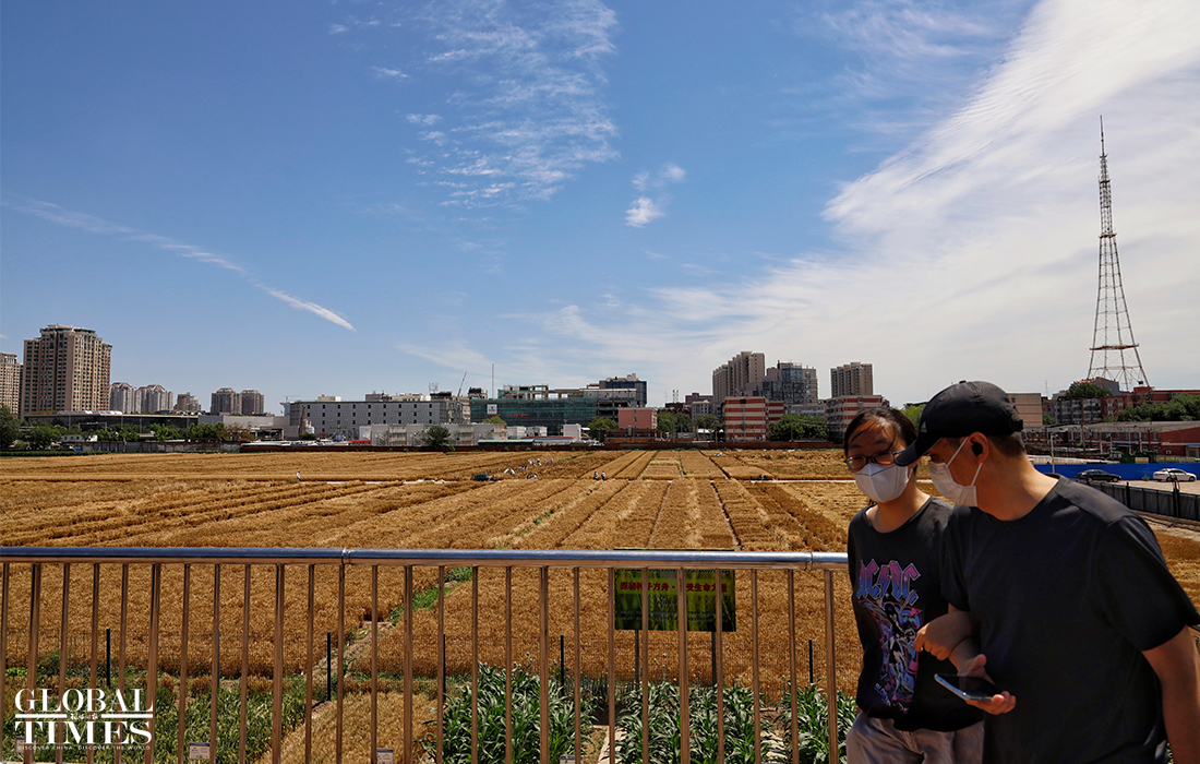 The world's "most expensive" farmland turns golden to usher in harvest ...