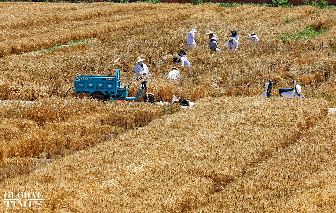 The world's "most expensive" farmland turns golden to usher in harvest ...