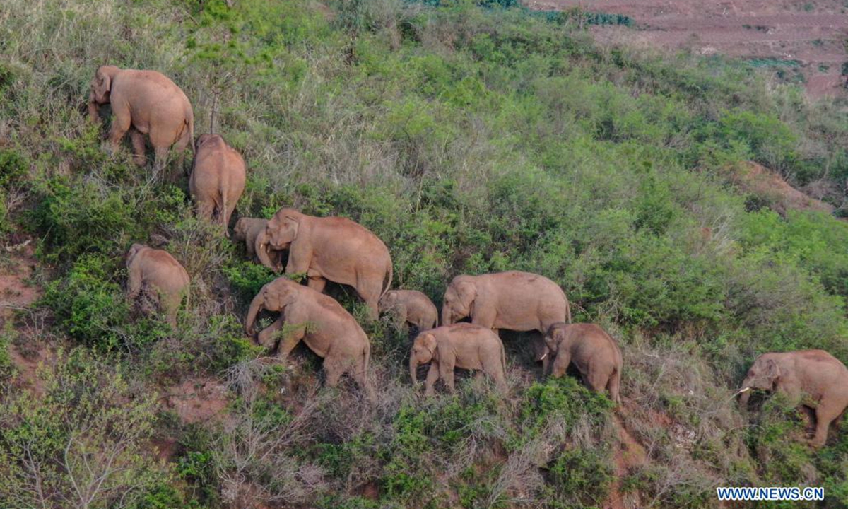 Migrating elephants linger in Dalongtan Township, SW China - Global Times