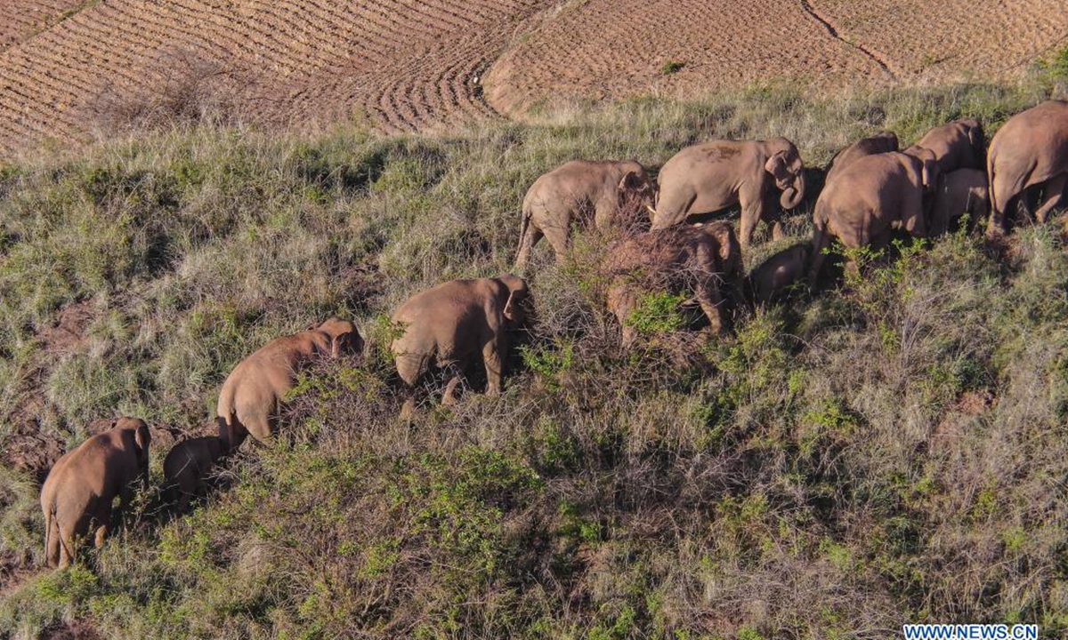 Migrating elephants linger in Dalongtan Township, SW China - Global Times