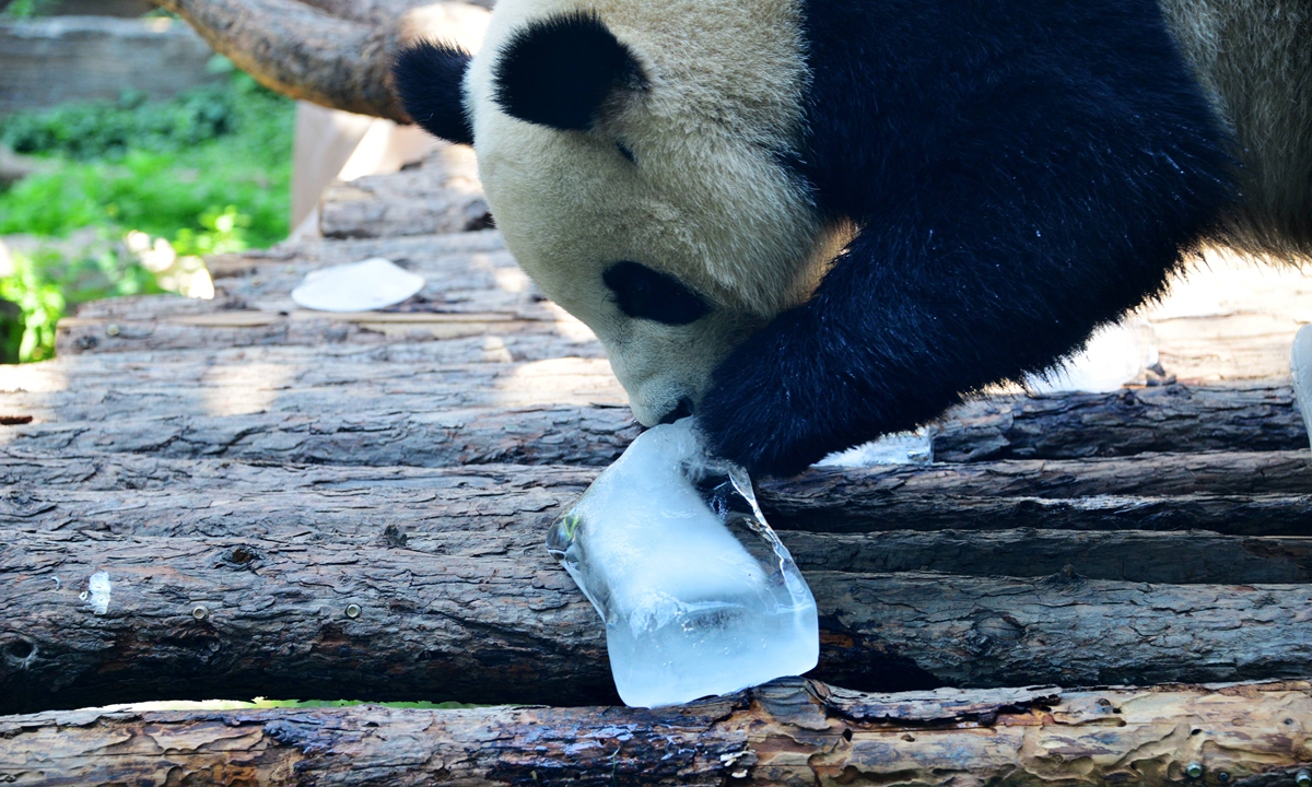Ice-lover panda - Global Times