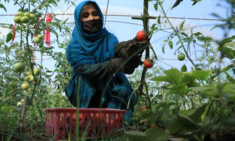 Afghanistan's Herat province promotes greenhouse farming - Global Times