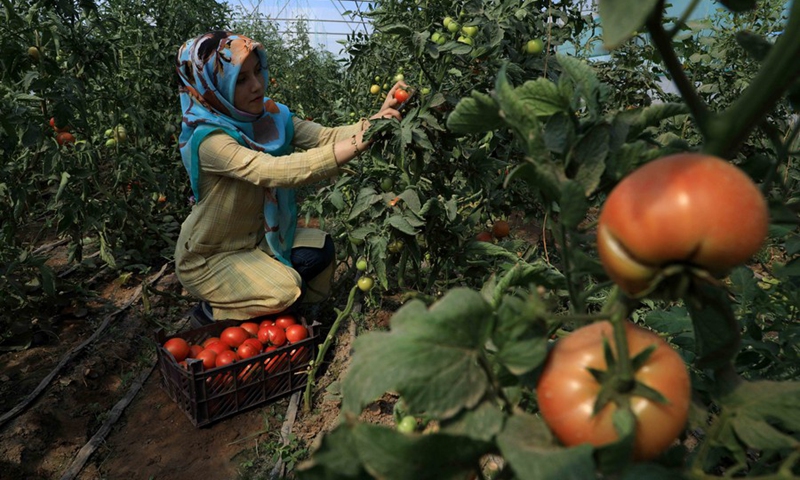 Afghanistan's Herat province promotes greenhouse farming - Global Times