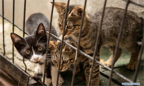 Turkey passes new law to protect animals - Global Times