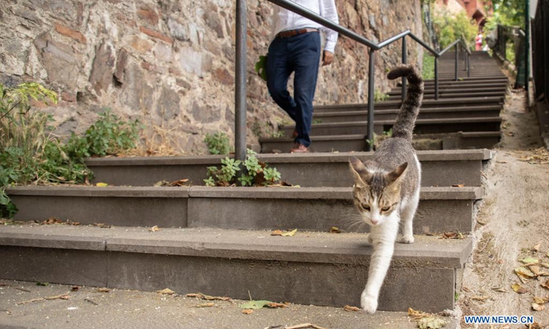 Turkey passes new law to protect animals - Global Times