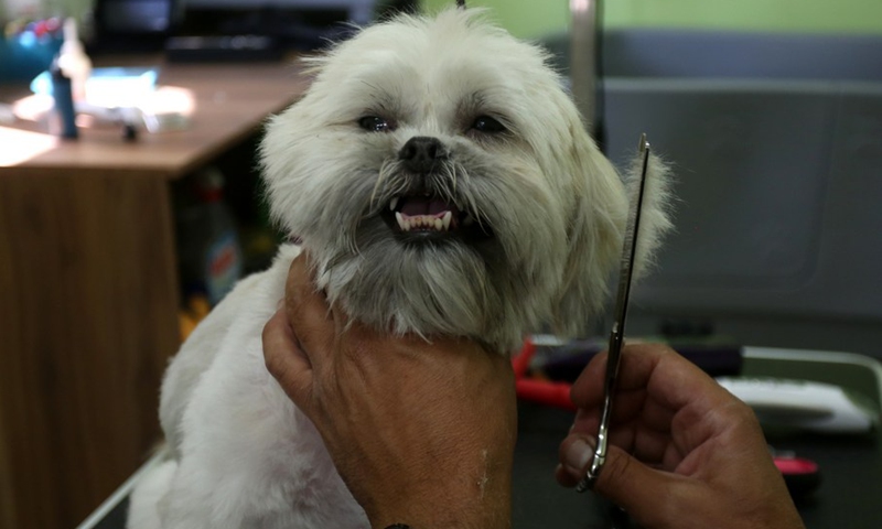 Palestinian man establishes first hotel for pets in West Bank - Global ...