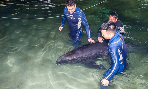 Race to rescue whales - Global Times