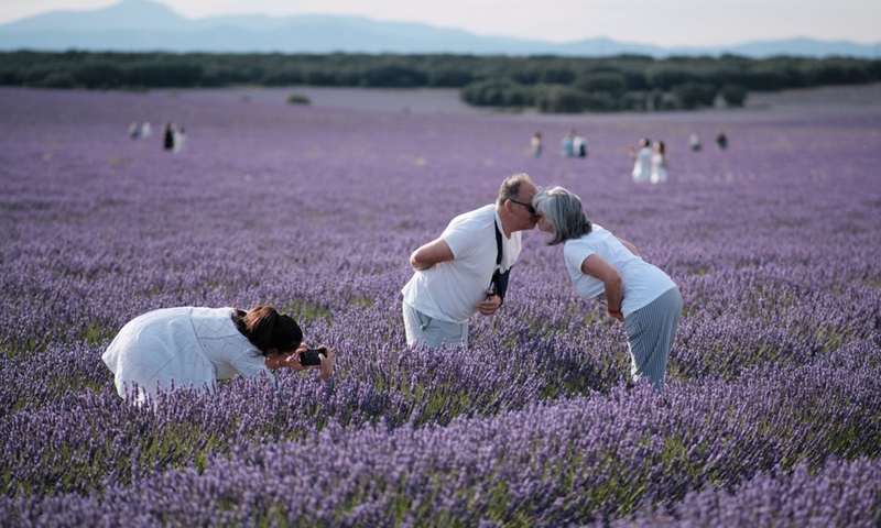 Getting lost in blooming lavender fields in Brihuega, Spain - Global Times